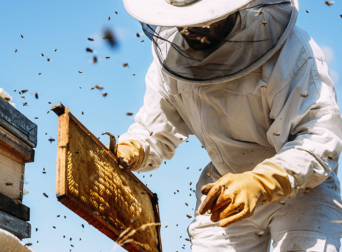 L'abeille : un symbole cher à Napoléon - Domaine Apicole de Chezelles